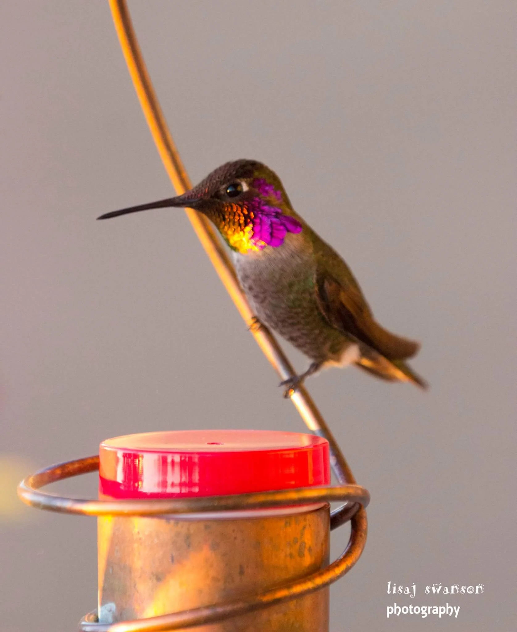 Gallery — Copper Hummingbird by Nancy Biggins