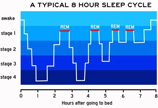 The Science of Sleep and Why Your Body Needs It: Part One — Anne Hill ...