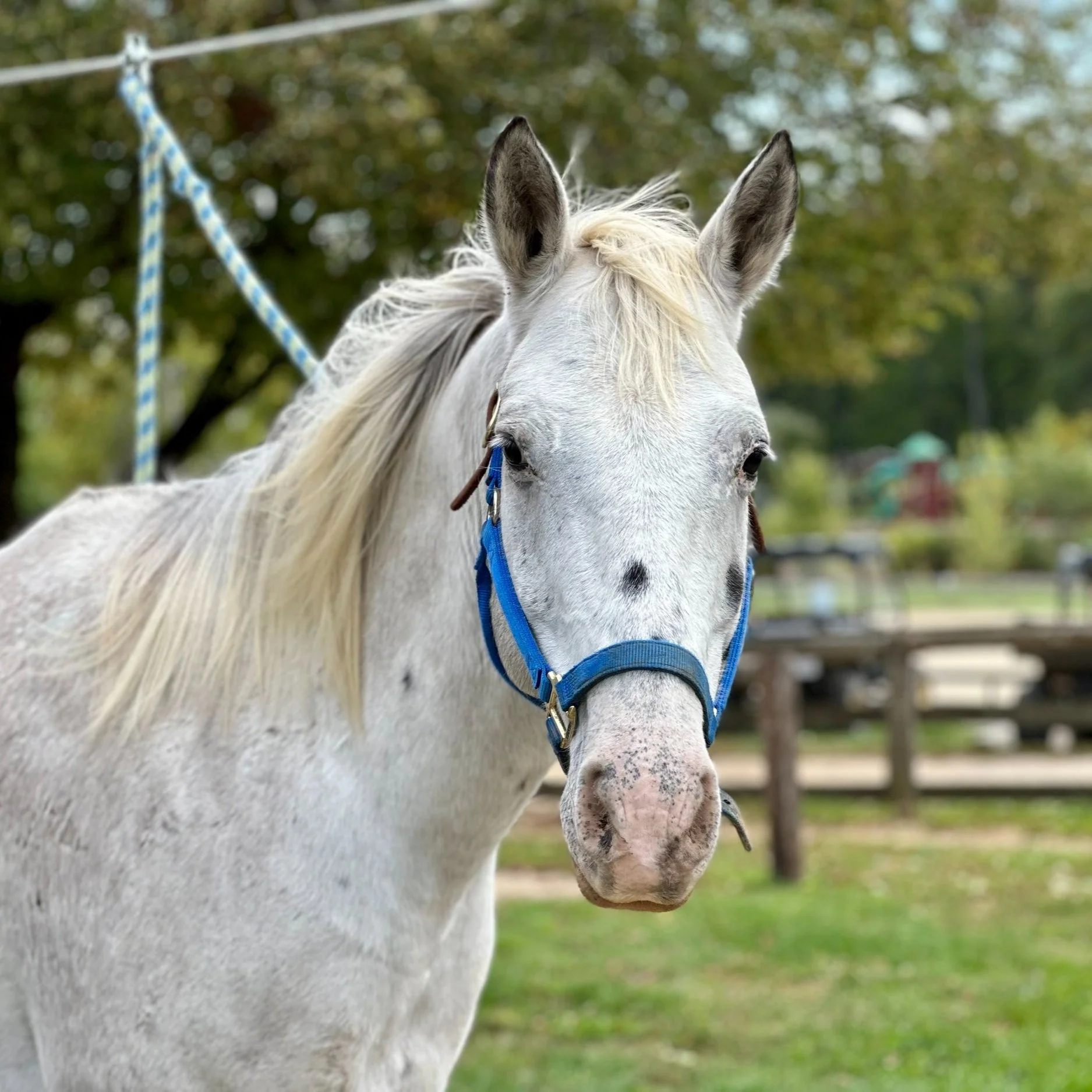 Meet the Herd — Lockwood Park