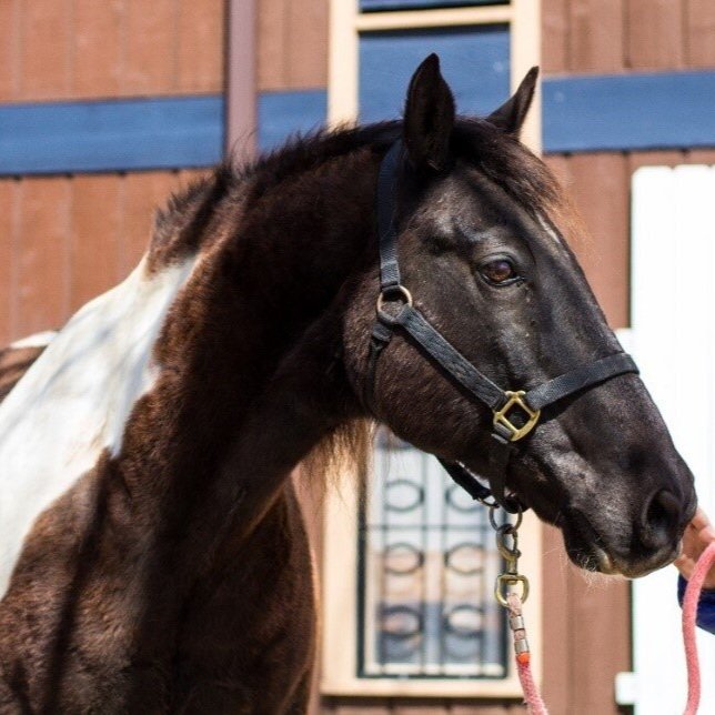 Meet the Herd — Lockwood Park