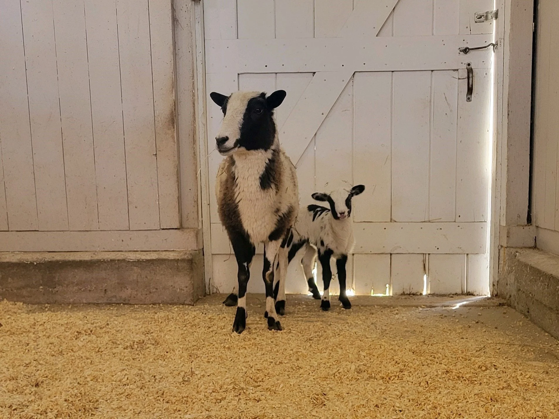 Meet the Farm Animals — Lockwood Park