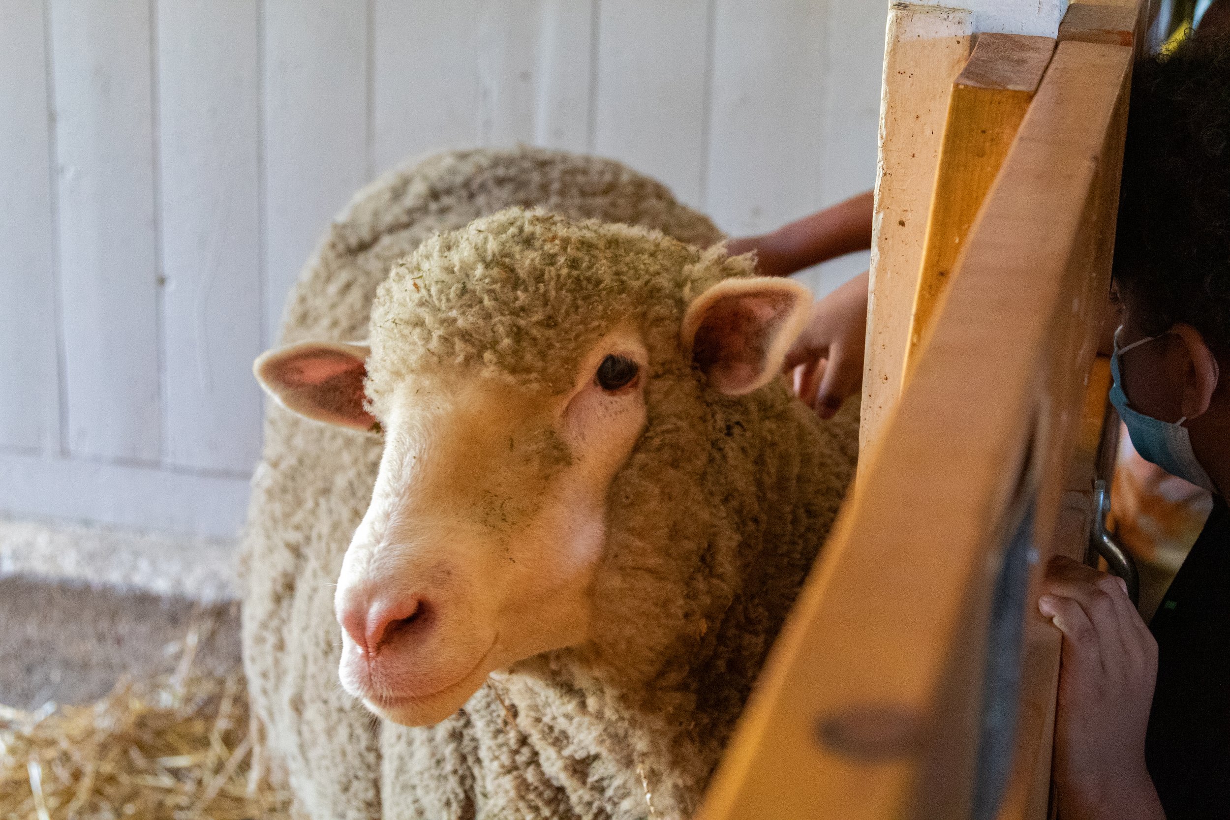 Sarver Children’s Farm — Lockwood Park