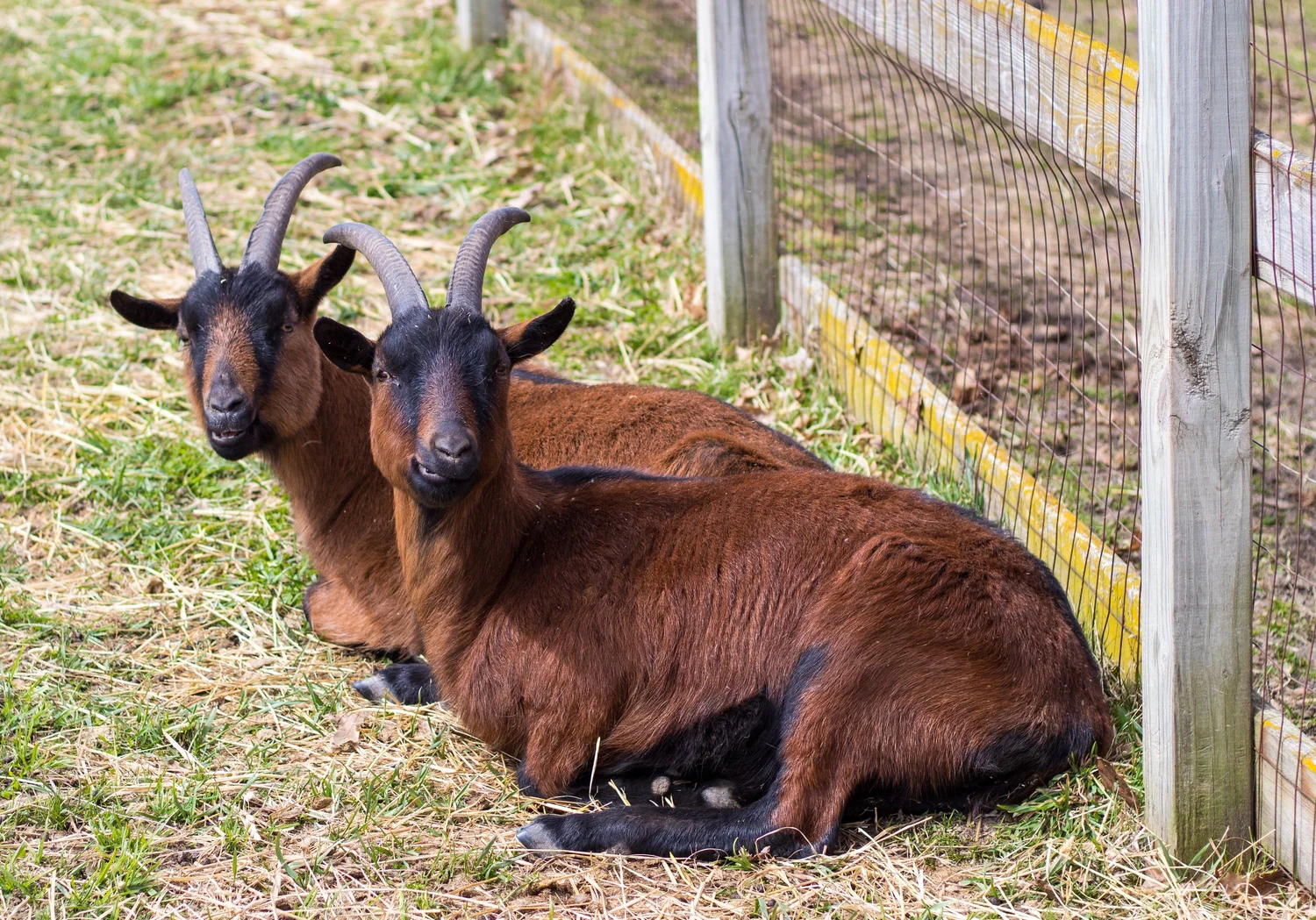 Meet the Farm Animals — Lockwood Park