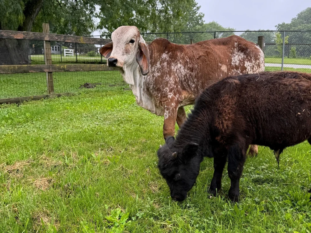 Meet the Farm Animals — Lockwood Park