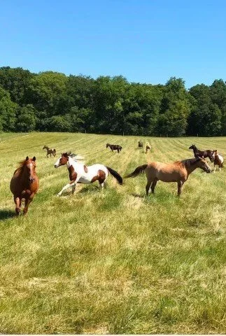 Trailside Stable — Lockwood Park