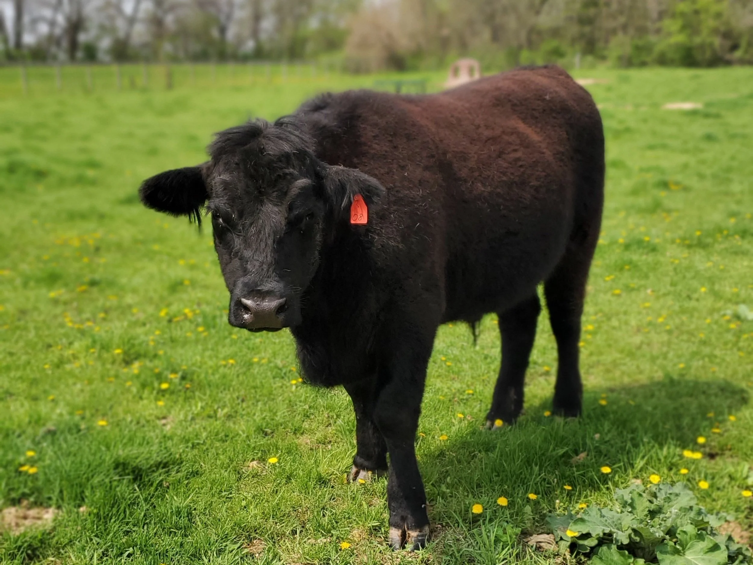 Meet the Farm Animals — Lockwood Park