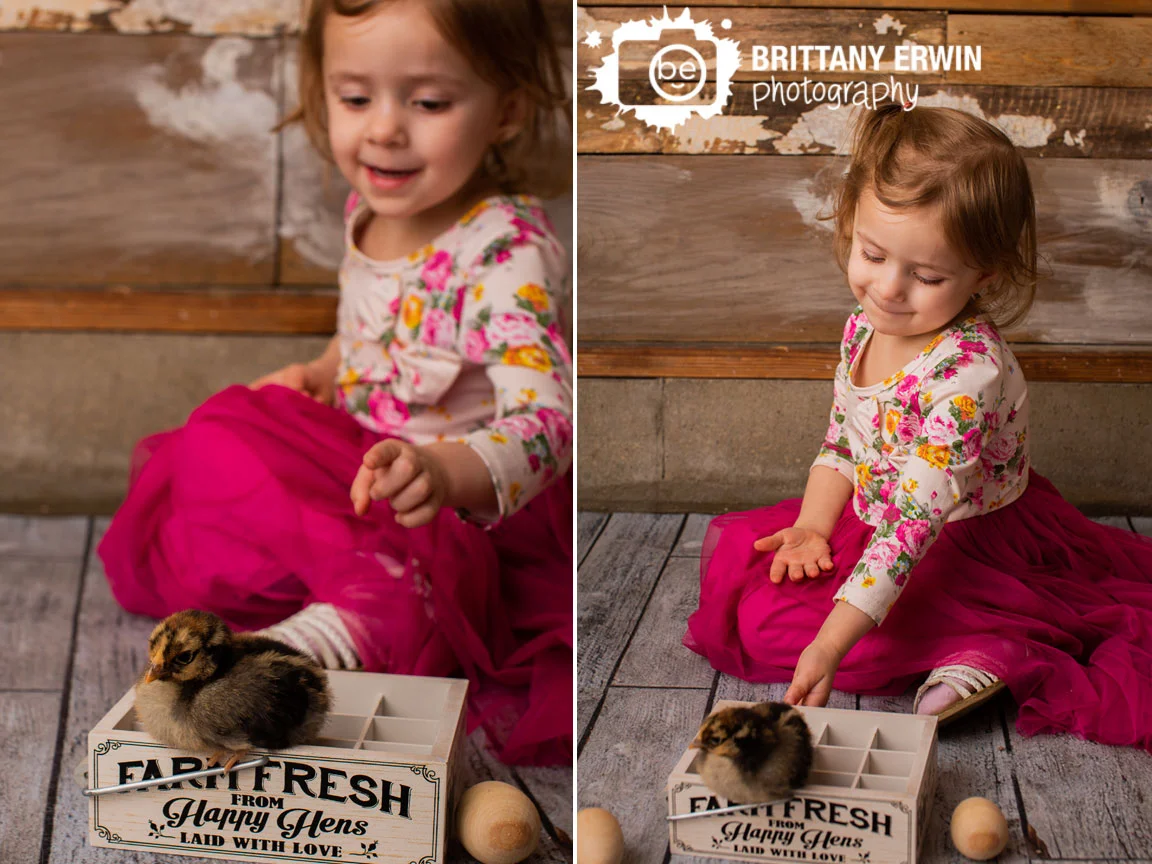 Spring mini sessions with baby chicks! | Speedway studio photographer ...