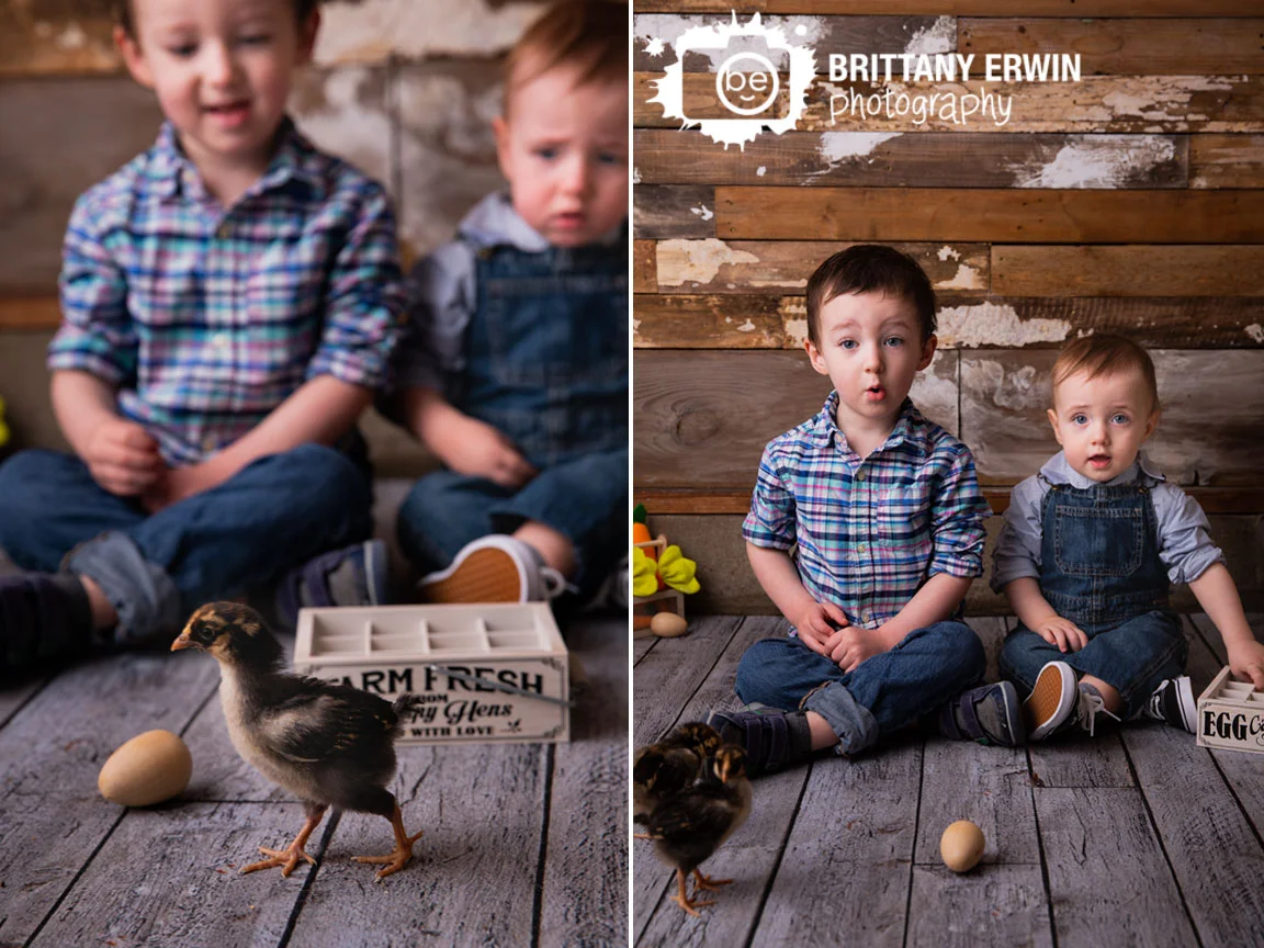 Spring mini sessions with baby chicks! | Speedway studio photographer ...