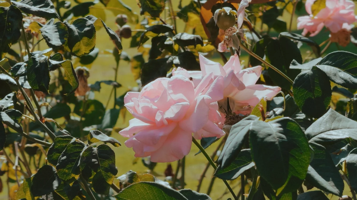 Apple Log to Rec.709 + Creative LUTs — LUT Co