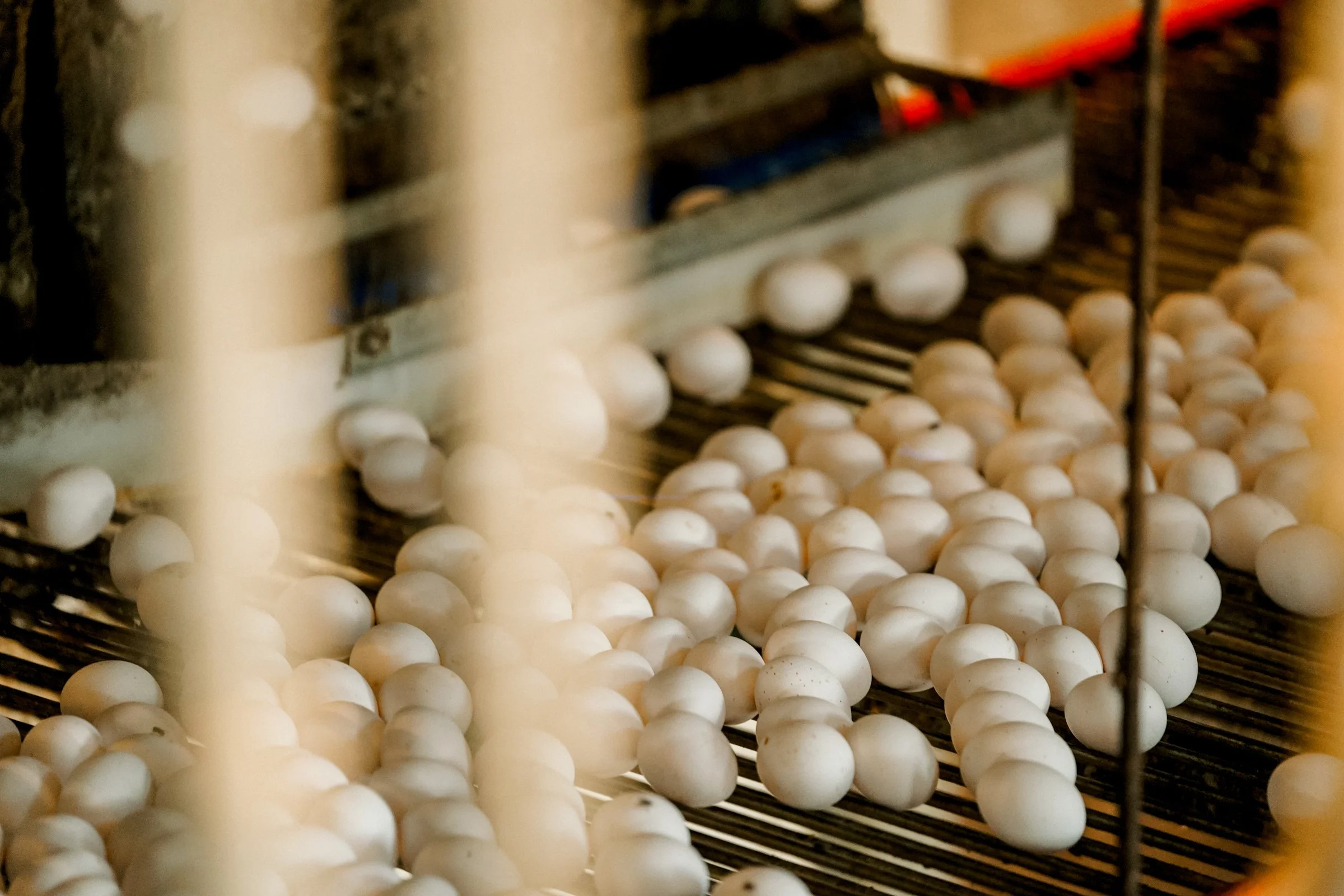 Eggs — Braswell Family Farms