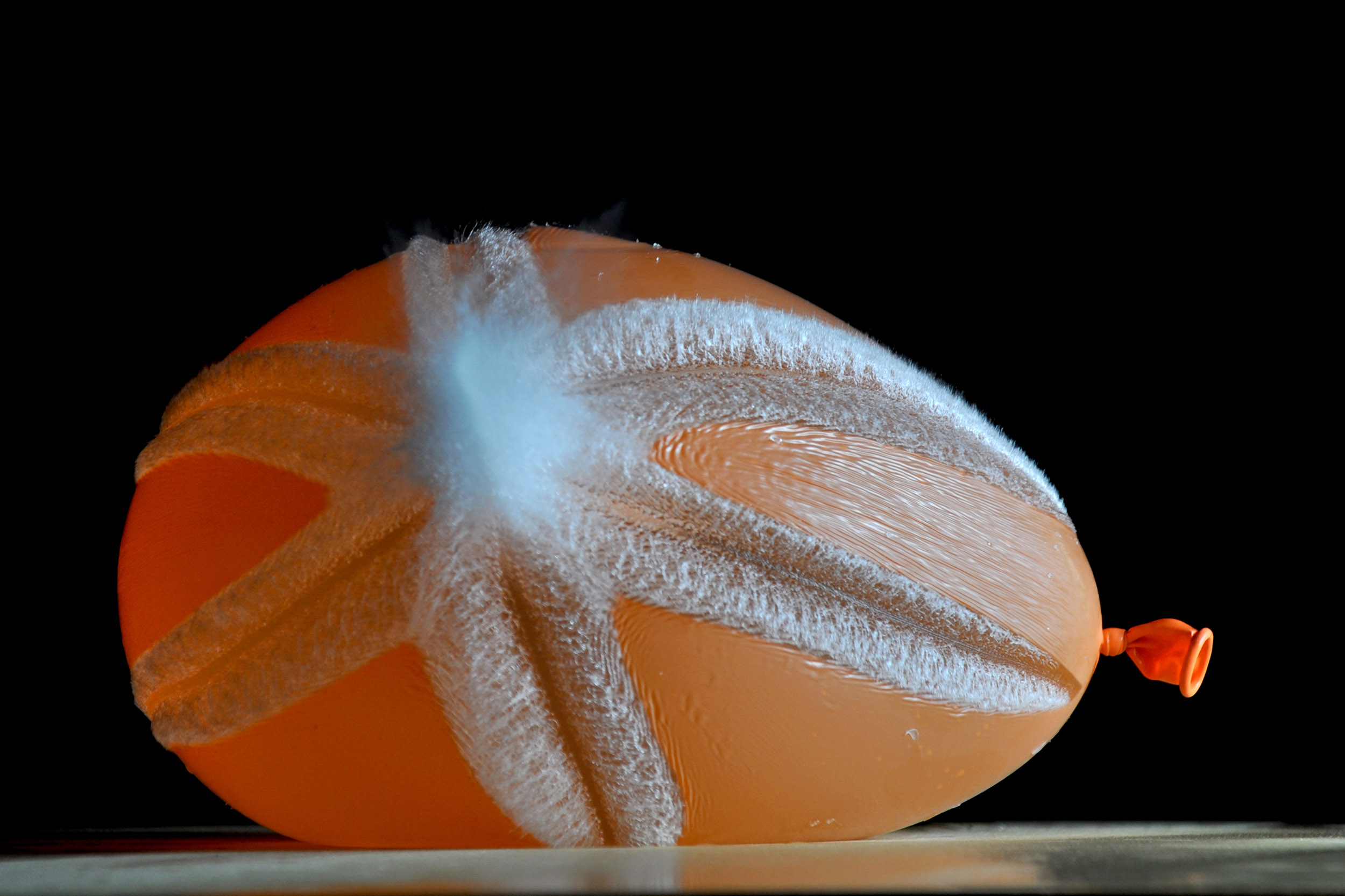 Springbok Photography