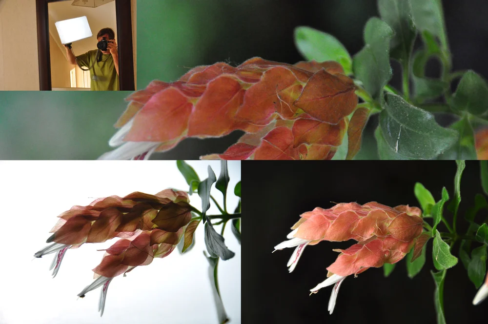 Softbox comparison — Springbok Photography