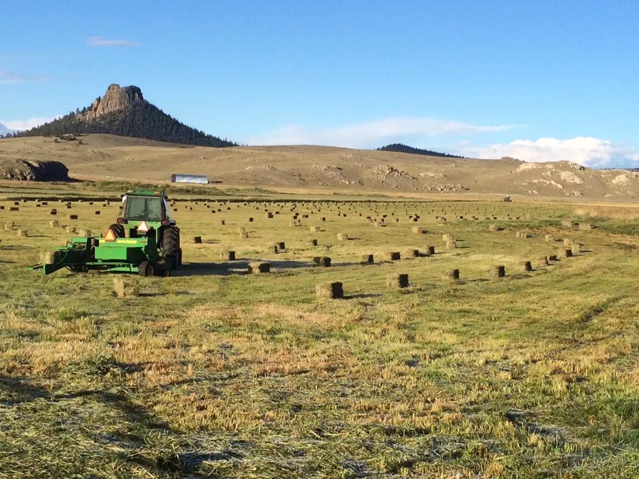 Weed Free Timothy Grass Hay in Colorado — Eagle Rock Ranch