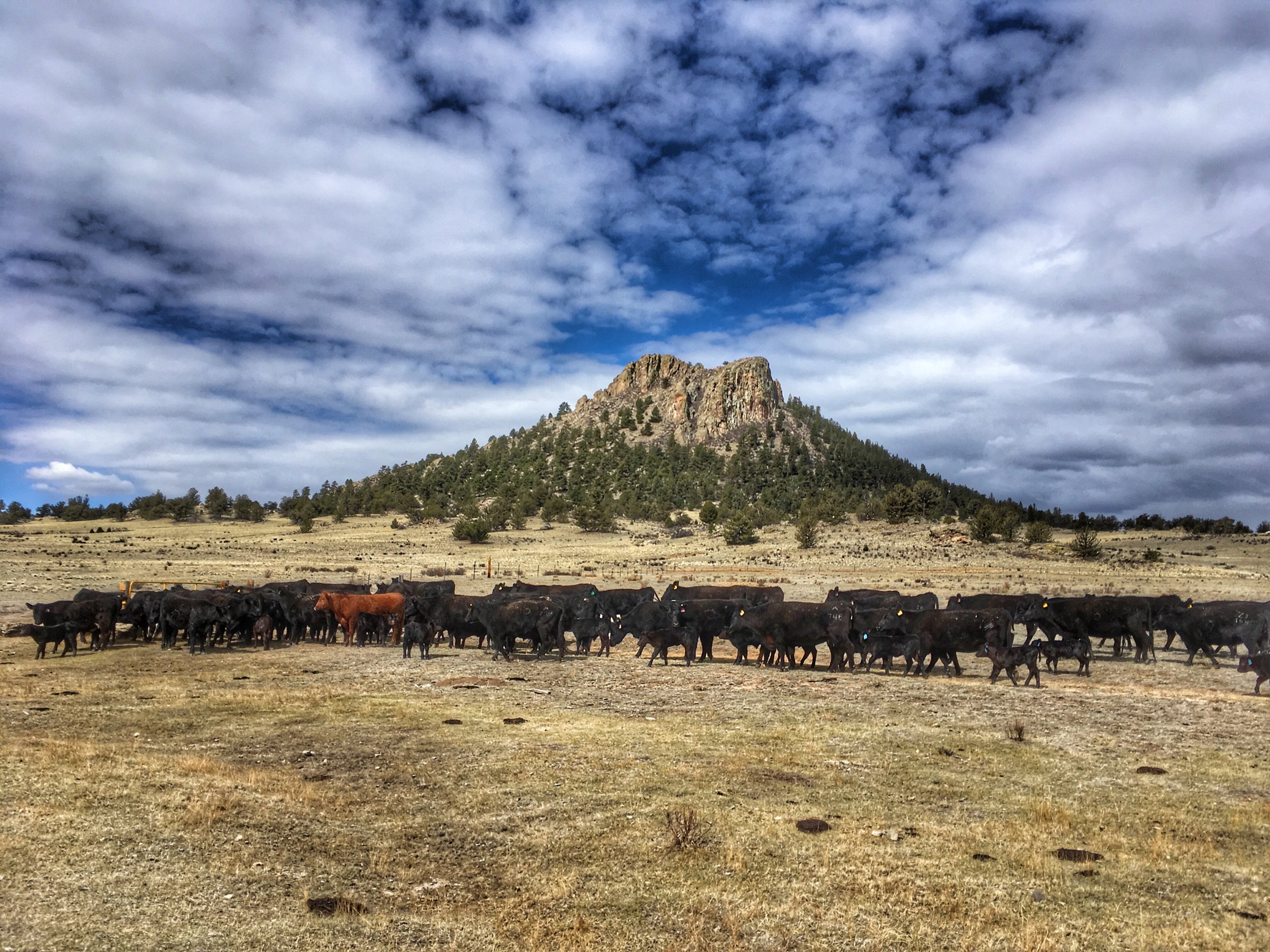 Colorado Cattle Ranch Photo Gallery — Eagle Rock Ranch
