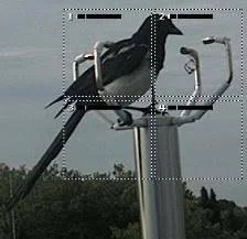 Birds’ fight against ultrasonic wind sensors — BARANI DESIGN Technologies