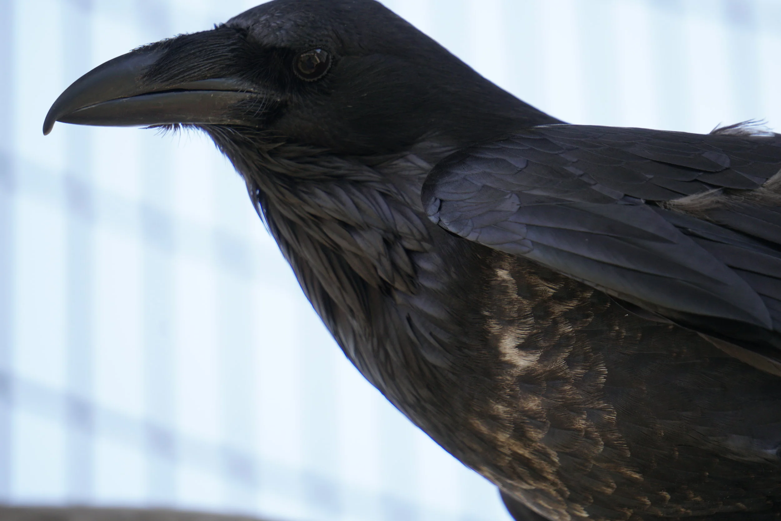 The Creature Conservancy