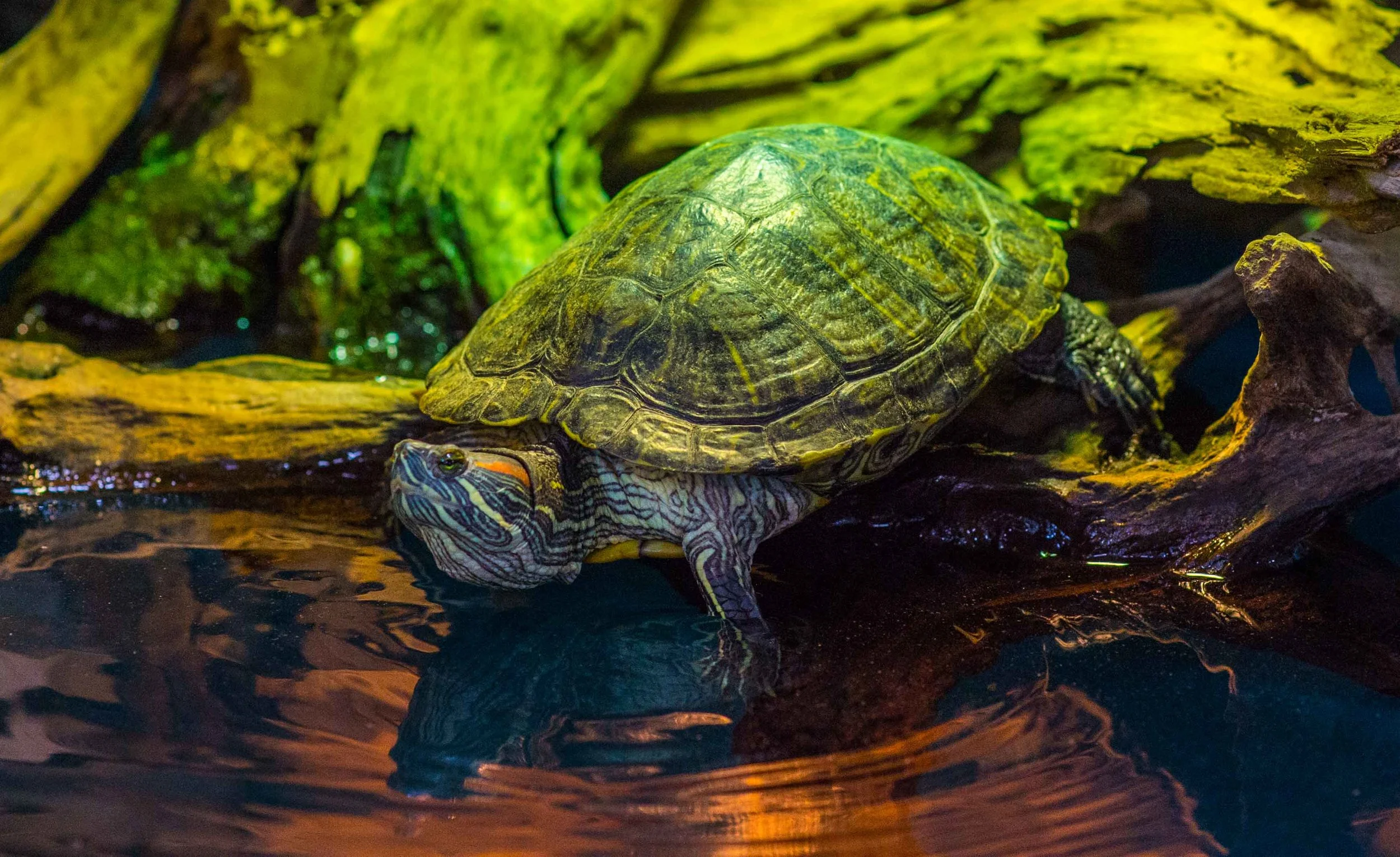 The Creature Conservancy