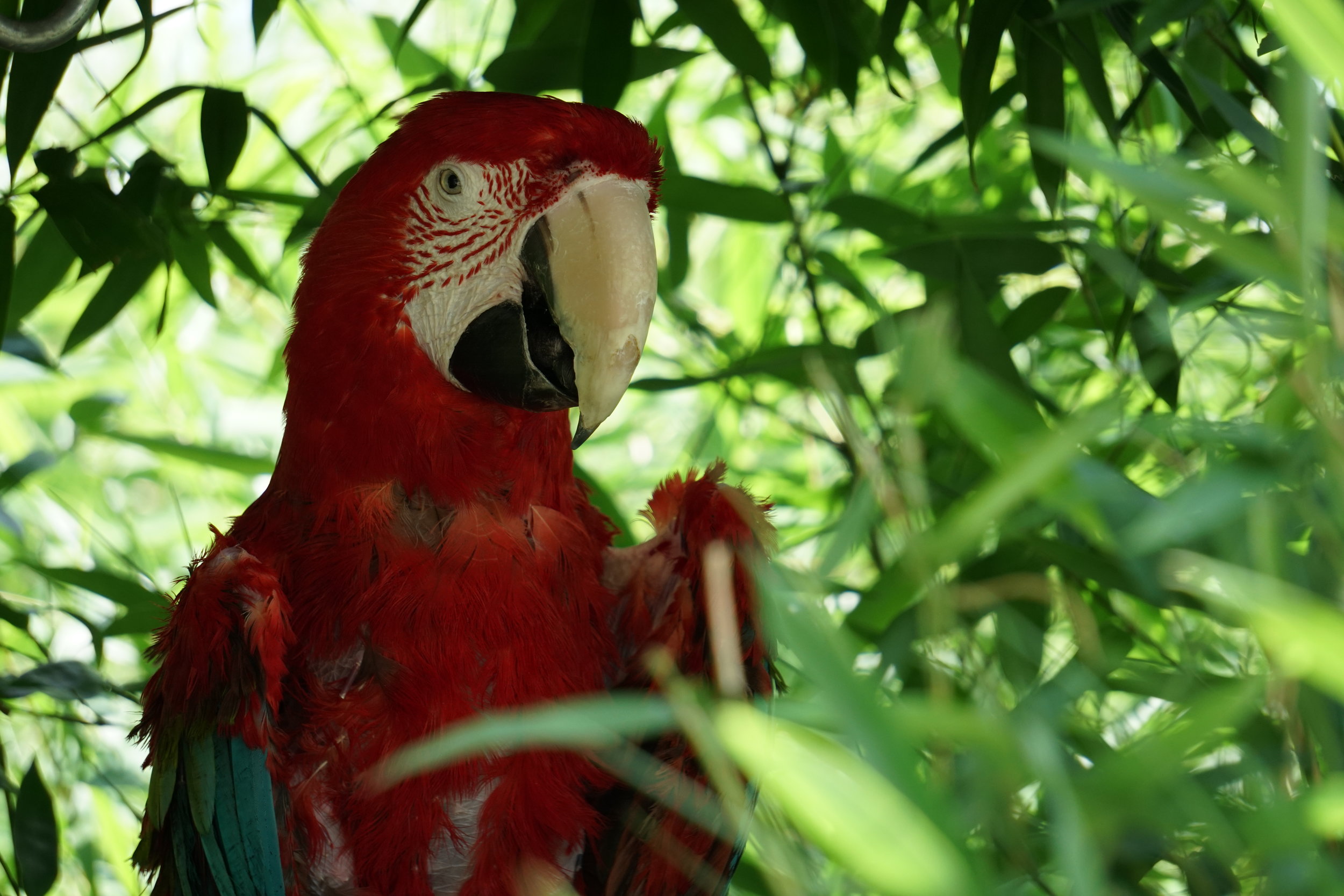 The Creature Conservancy