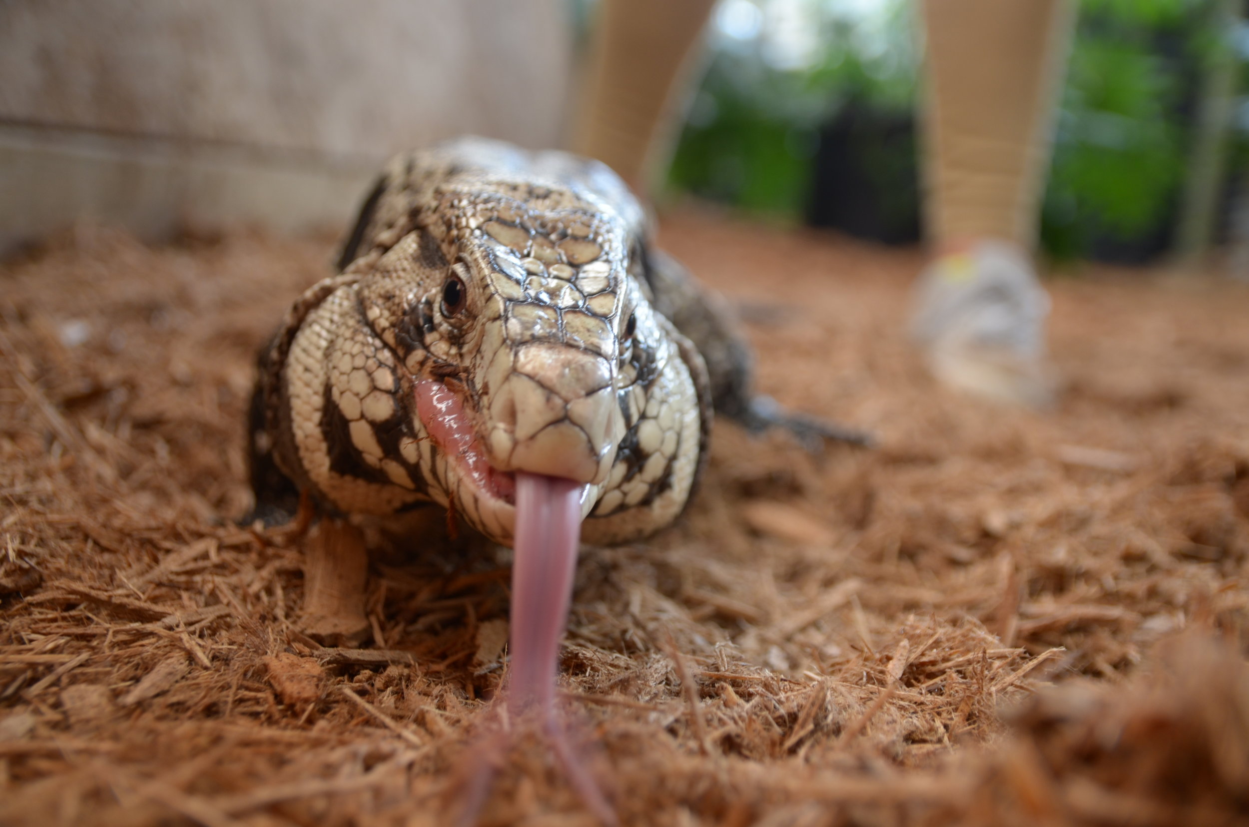 The Creature Conservancy