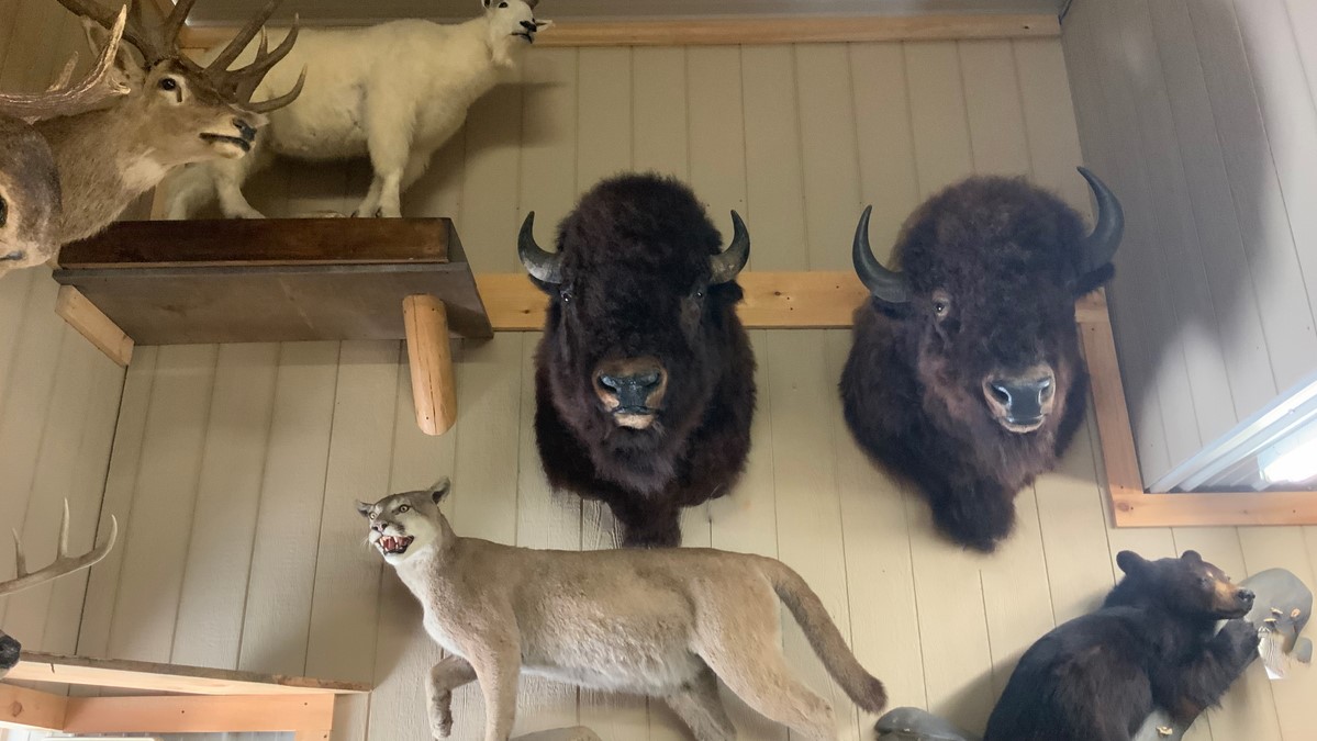 Taxidermy Wall Mounts — EZ Mountain Rustic Furniture