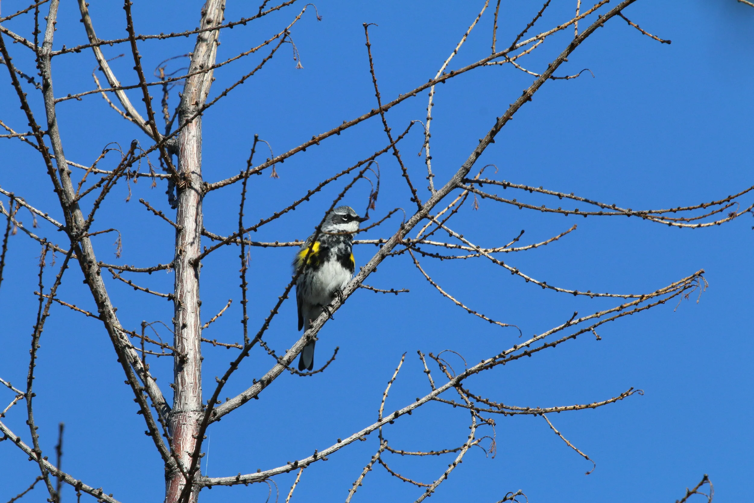 May Bird Counts — Audubon Society of Central Maryland