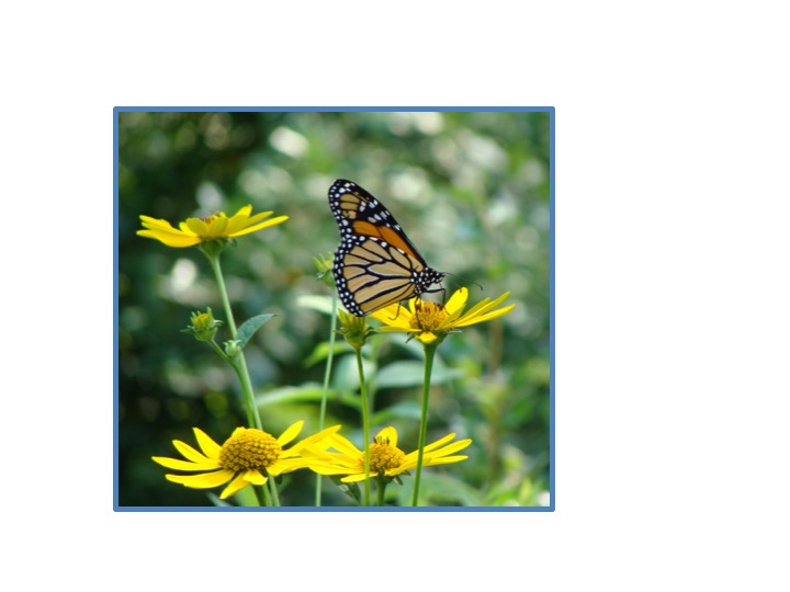 Audrey Carroll Sanctuary — Audubon Society of Central Maryland