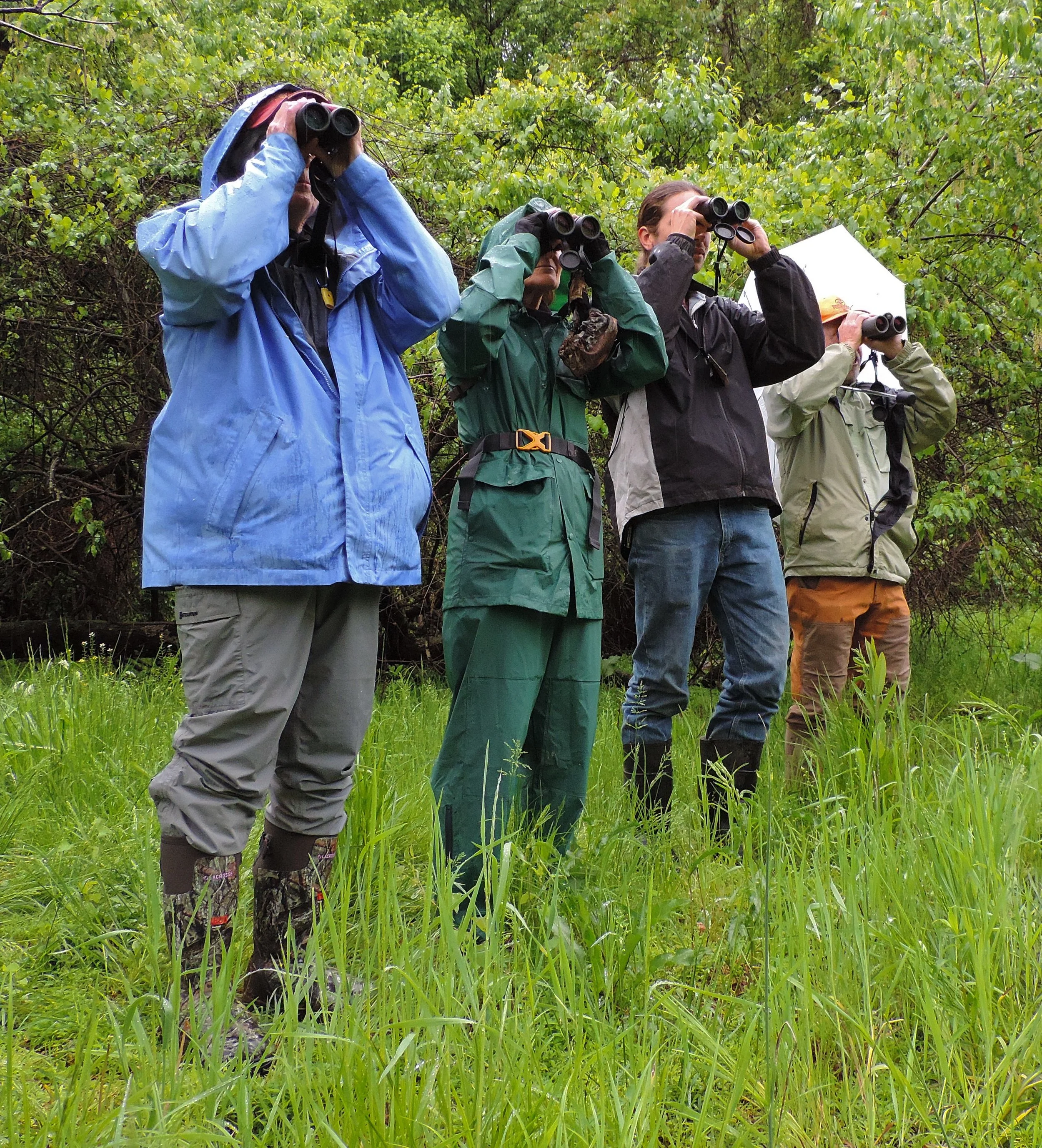 May Bird Counts — Audubon Society of Central Maryland