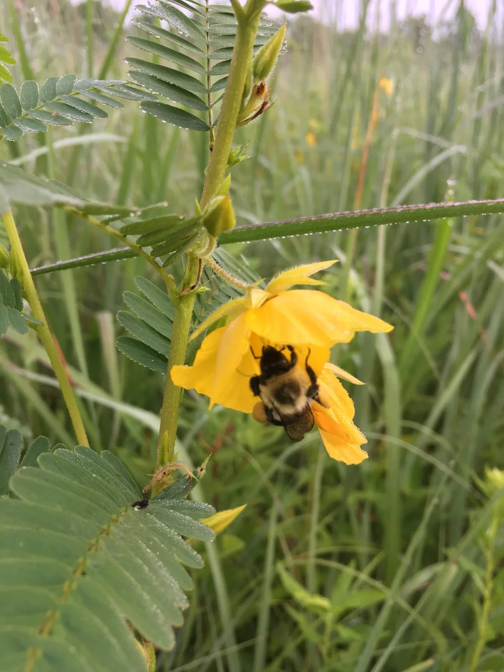 Research at Our Nature Preserves — Audubon Society of Central Maryland