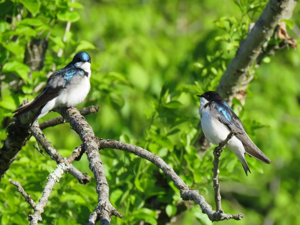 Birdathon 2022 results — Audubon Society of Central Maryland