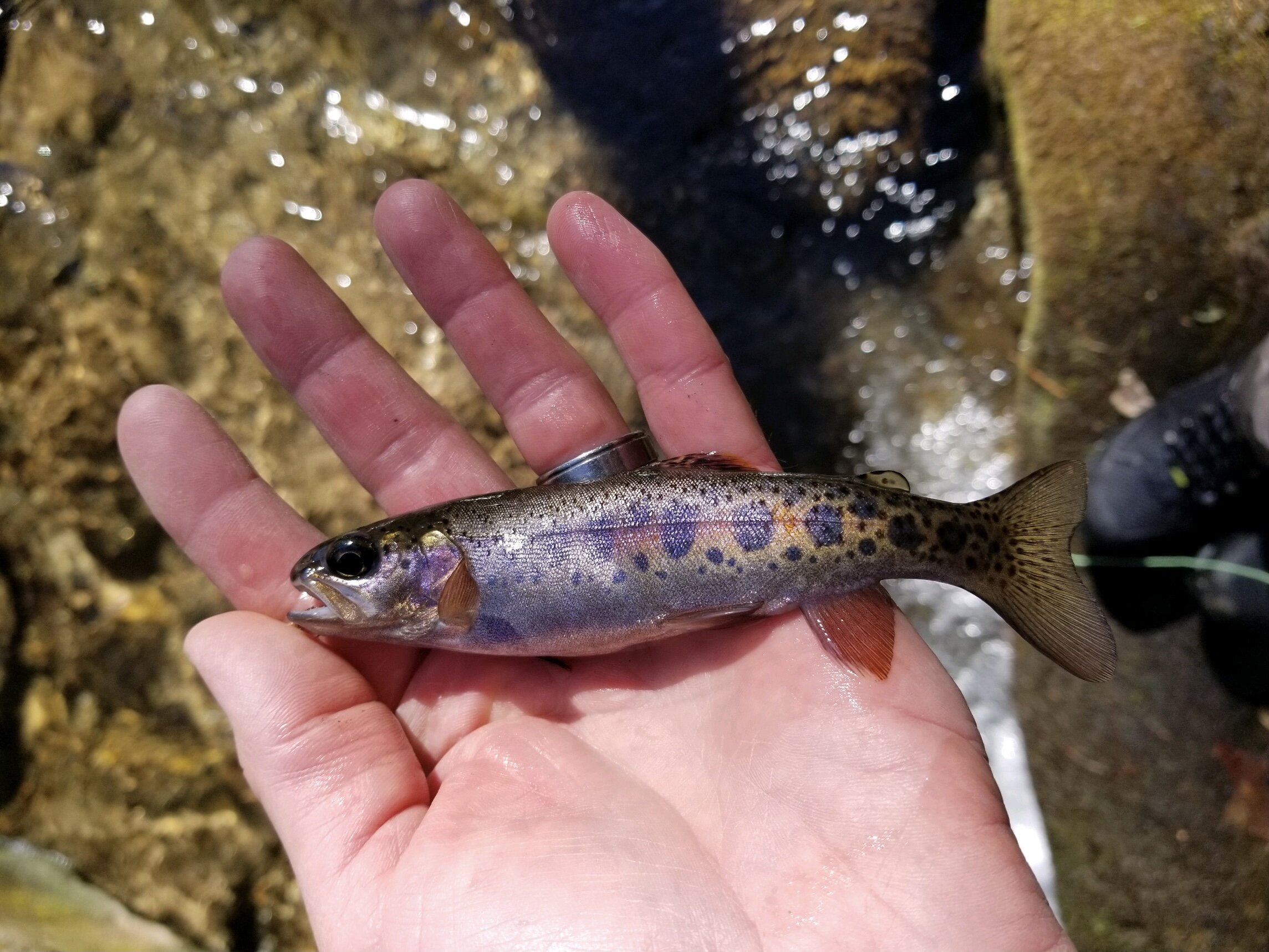 Baby Rainbow Trout