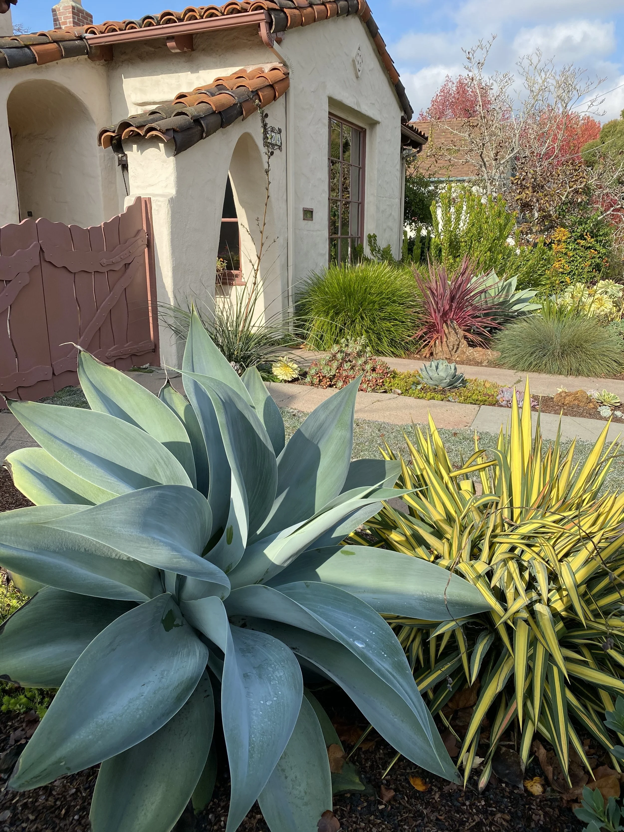 Albany California Drought Tolerant - Fire Resistant Garden Design