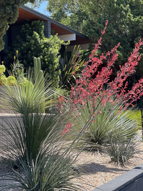 Oakland California Mid-Century Drought Tolerant - Fire Resistant Garden