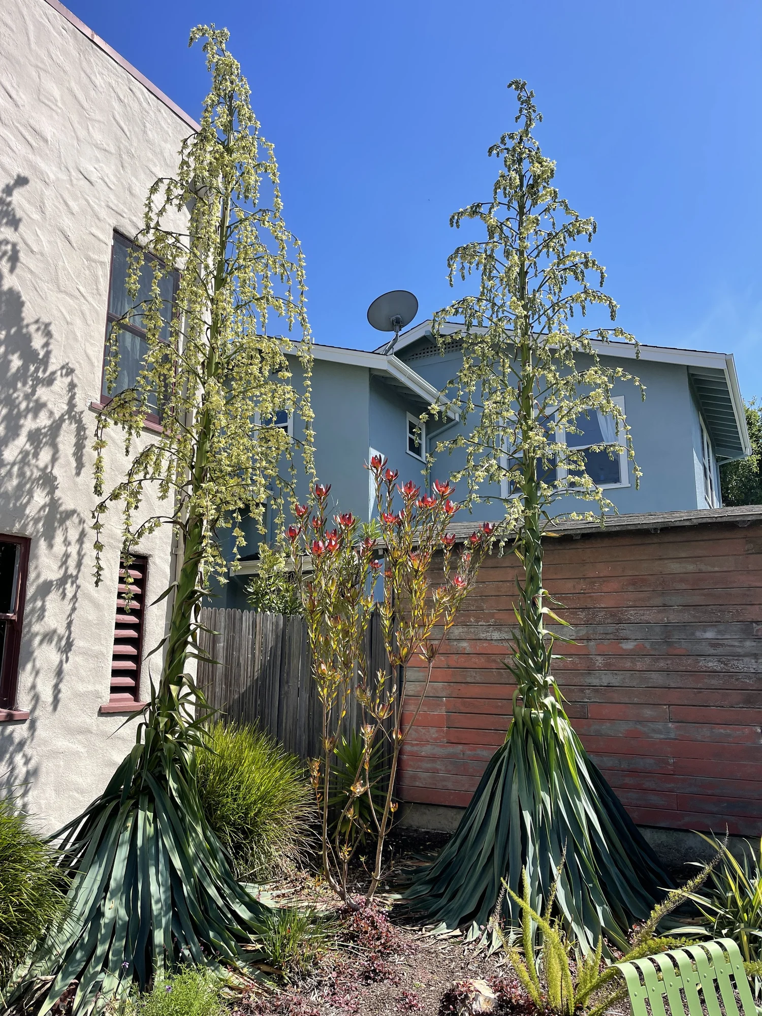Albany California Drought Tolerant - Fire Resistant Garden Design