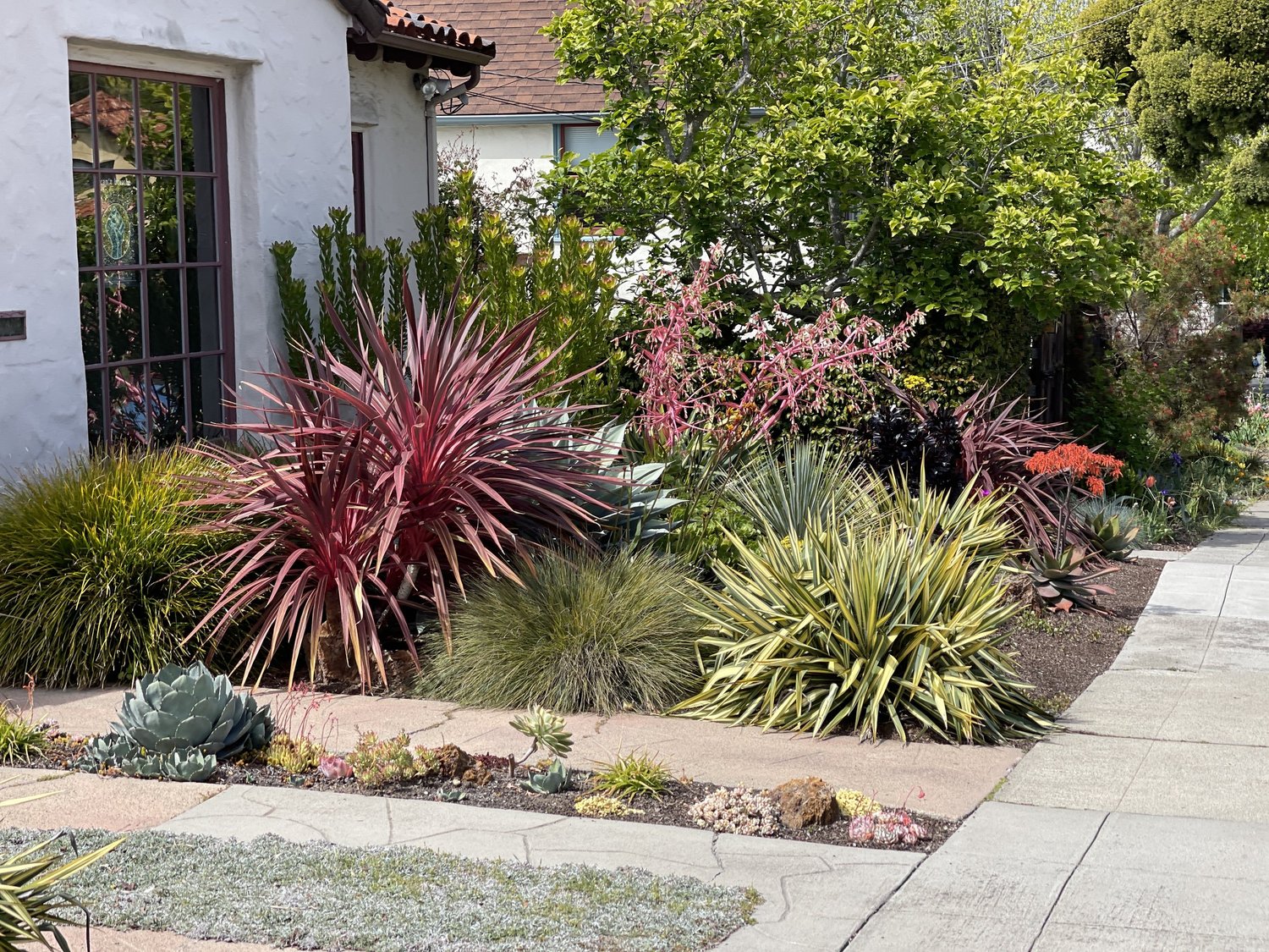 Albany California Drought Tolerant - Fire Resistant Garden Design