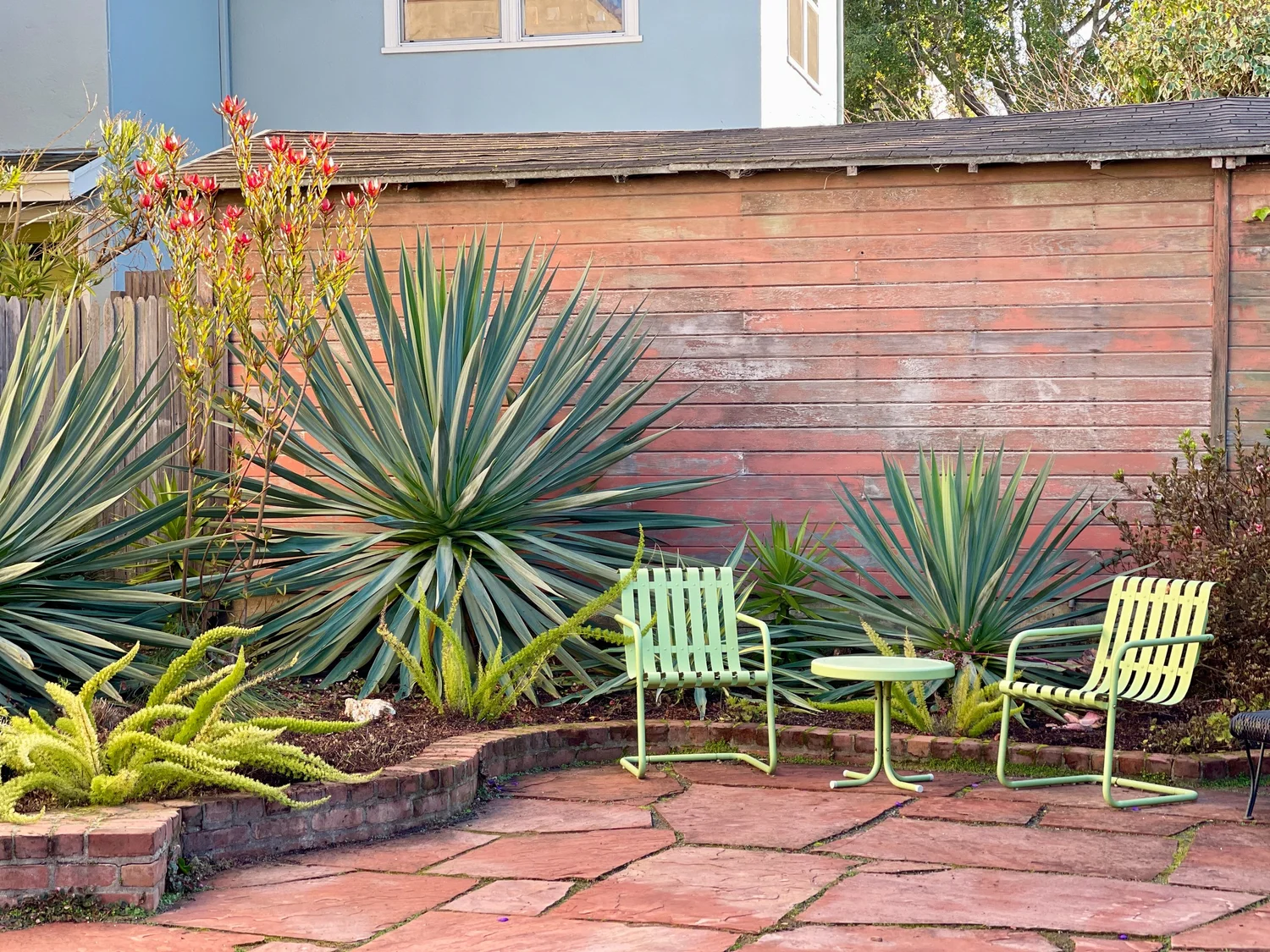 Albany California Drought Tolerant - Fire Resistant Garden Design