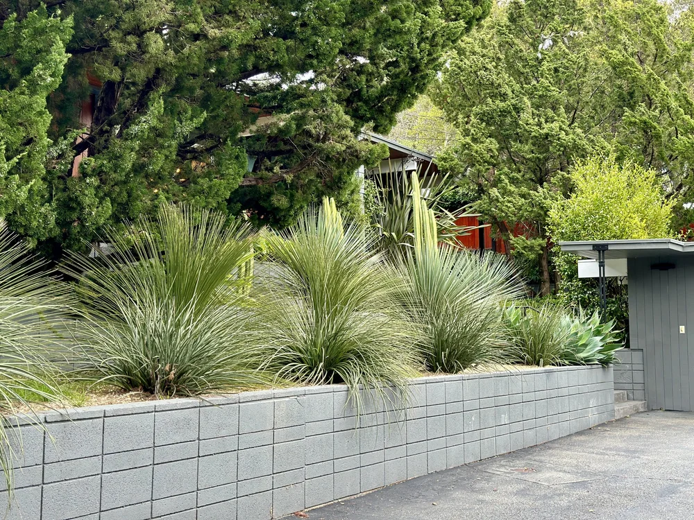 Oakland California Mid-Century Drought Tolerant - Fire Resistant Garden