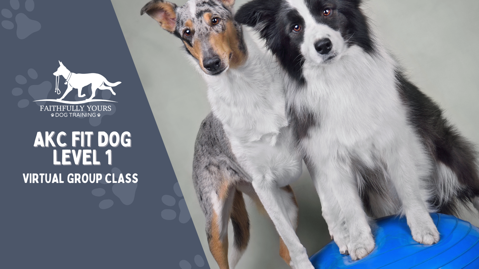 Virtual AKC Fit Dog Level 1 Group Class — Faithfully Yours Dog Training ...