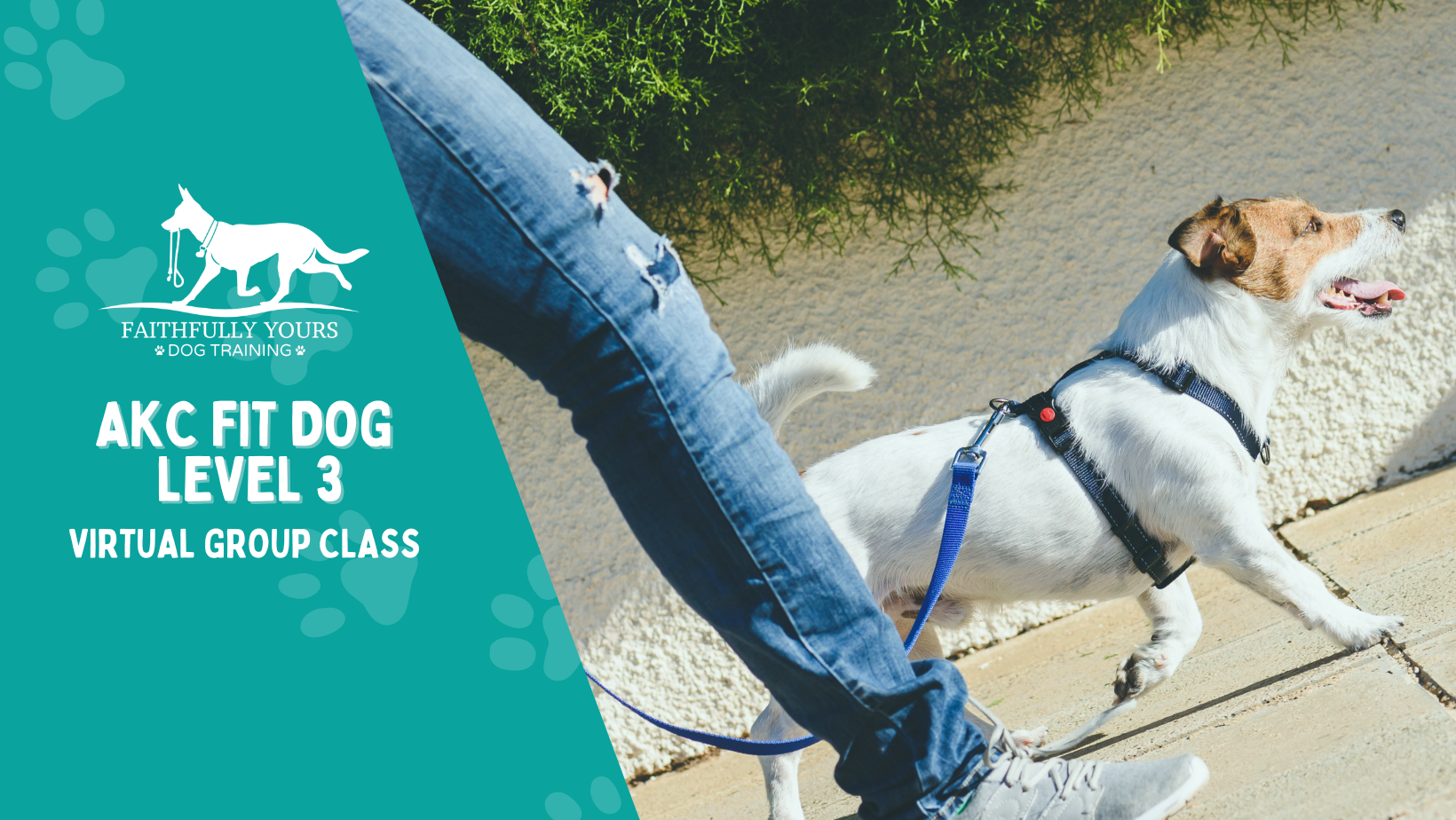 AKC FIT DOG Level 3 Virtual Group Class Six-Week Course Starts ...
