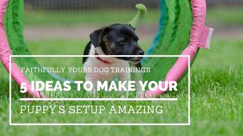 5 Ideas to Make Your Puppy's Setup Amazing — Faithfully Yours Dog ...