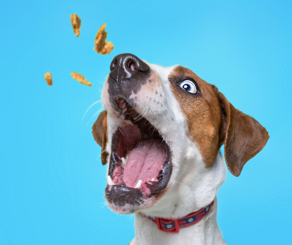 The Big Reinforcer List: Reinforcers For Dog Training — Faithfully ...