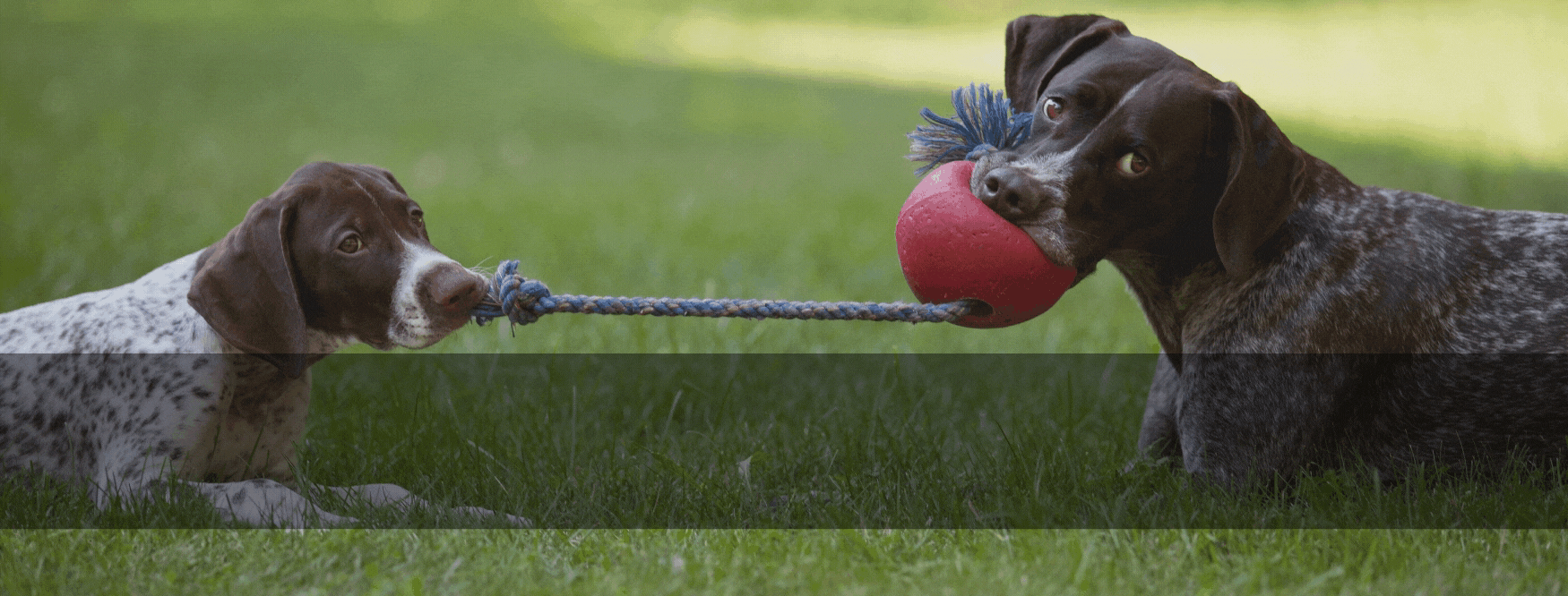 Building Trust As A Dog Trainer — Faithfully Yours Dog Training ...