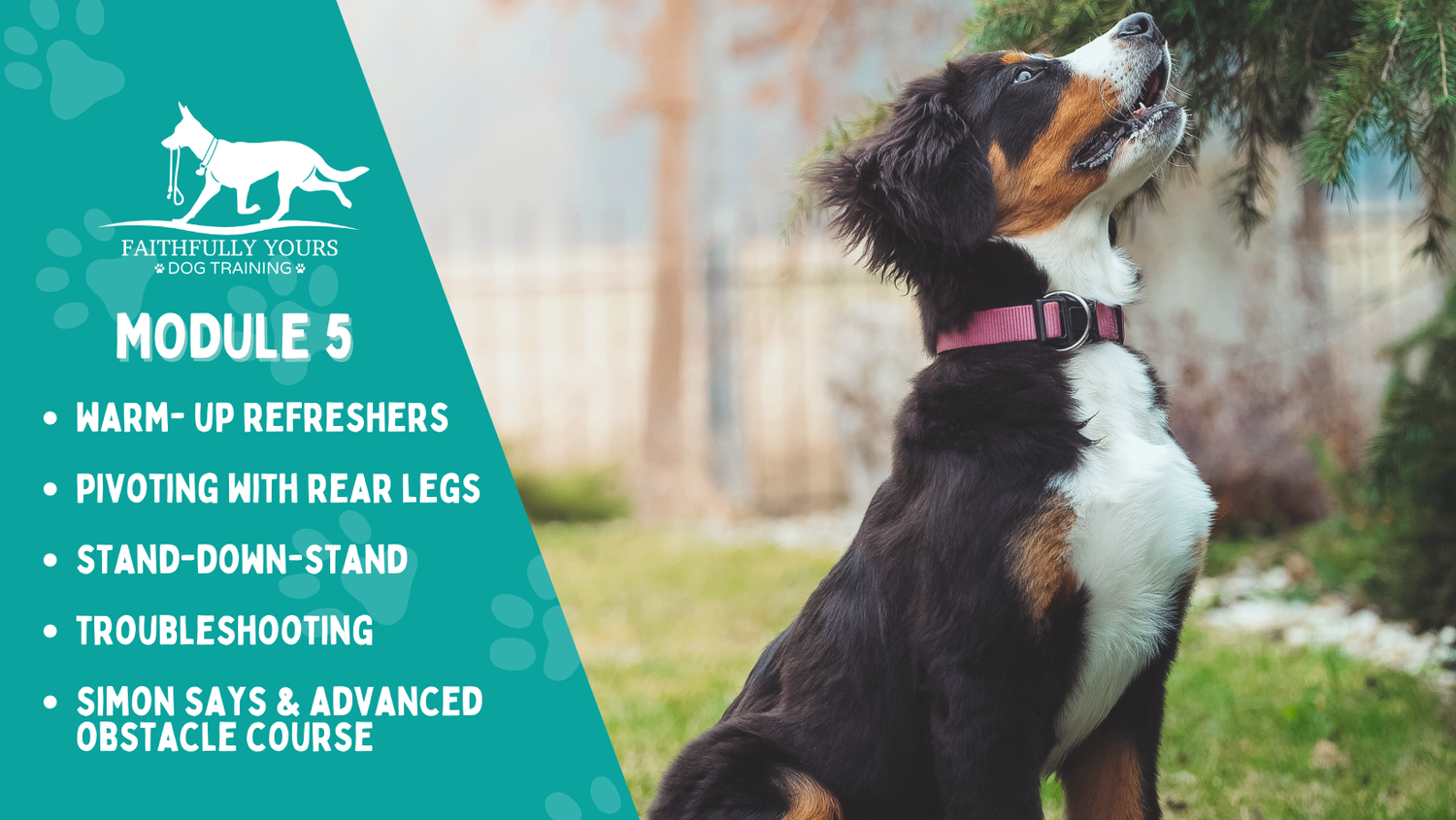 Virtual AKC Fit Dog Classes — Faithfully Yours Dog Training - Jackson ...