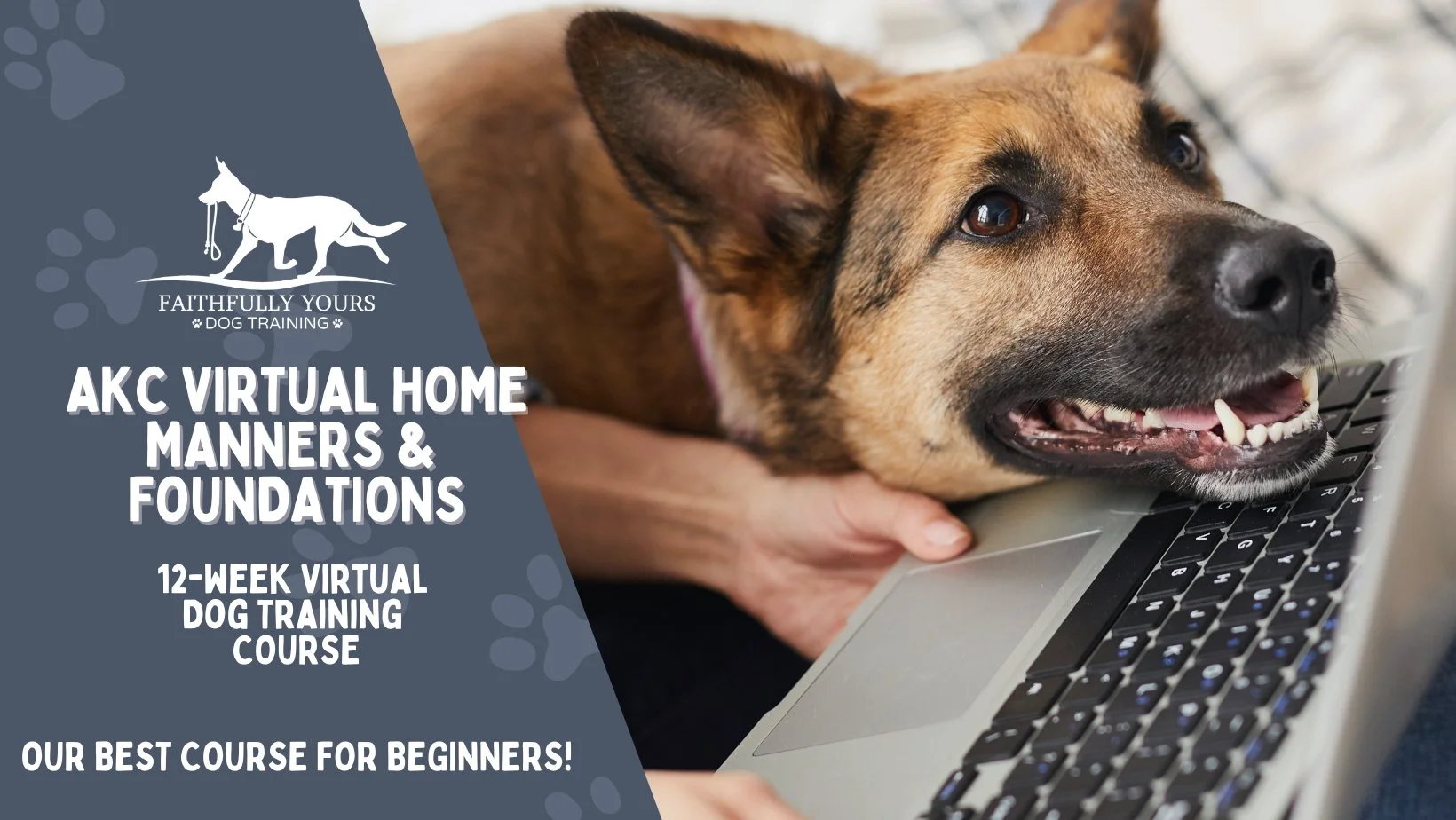 AKC Virtual Home Manners & Training Foundations 12-Week Virtual Course ...