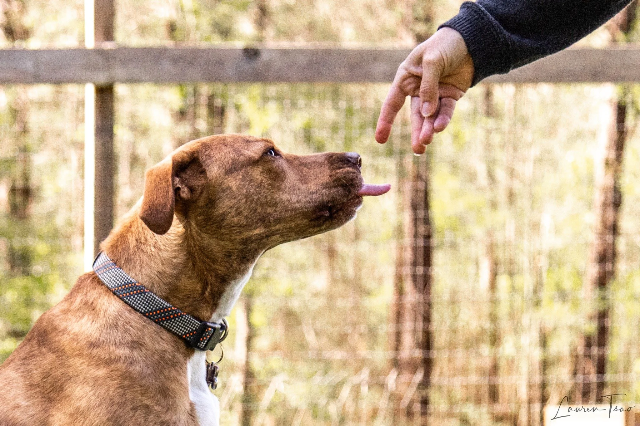 Dog Behavior Consulting & Modification Services | Aggression ...