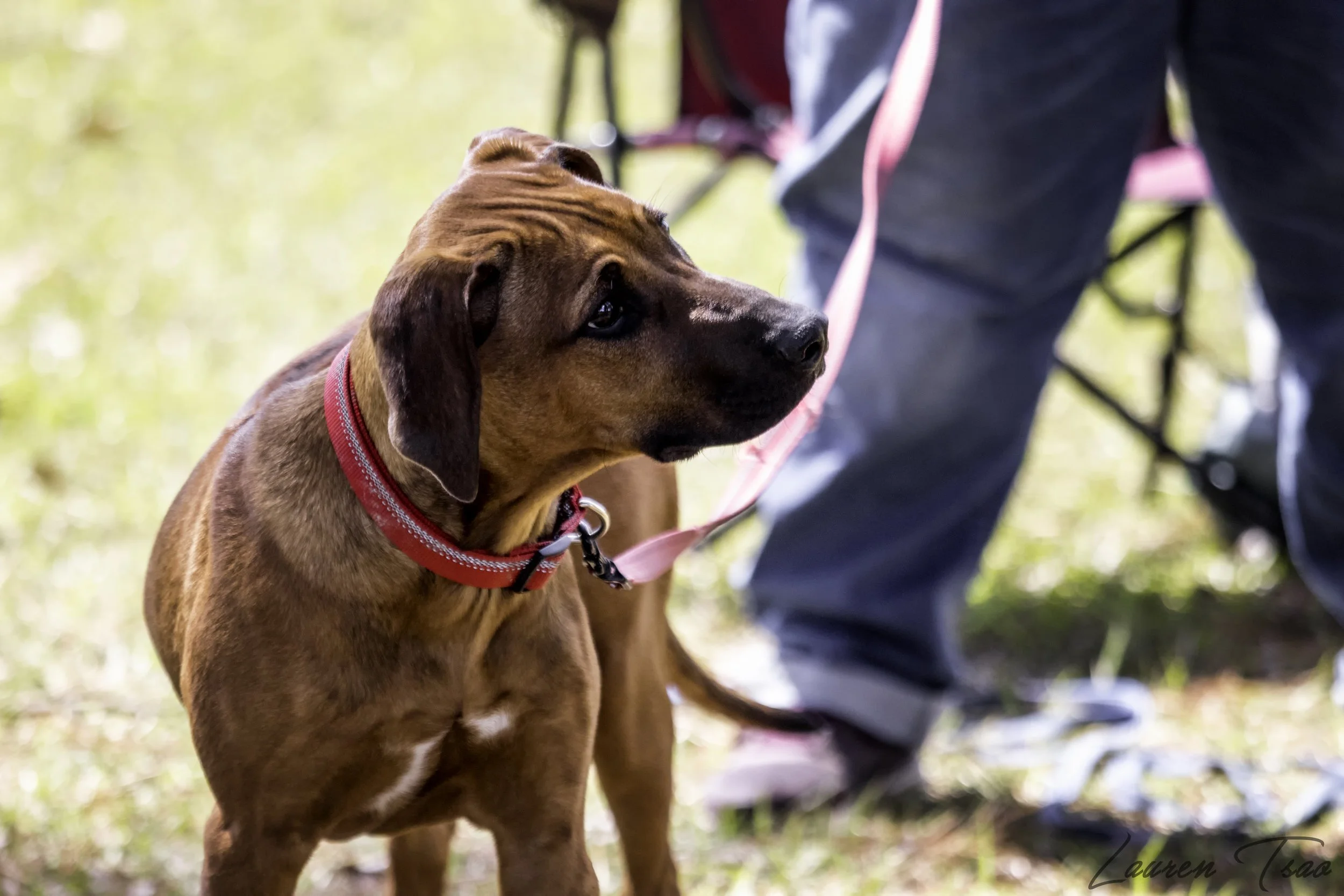 How To Write An Organized and Effective Dog Training Plan — Faithfully ...