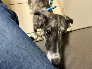 Not Just a Trick: Turning Chin Rests into a Vet-Ready Superpower ...