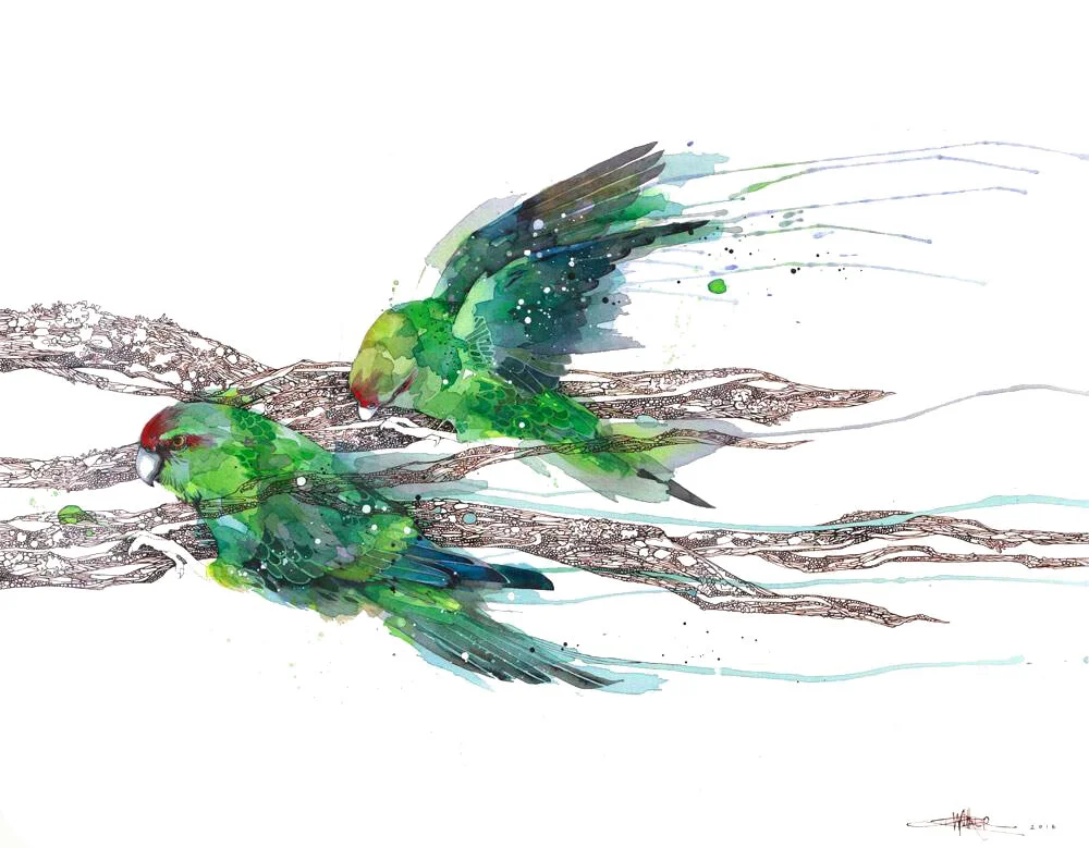 Alpine Parrot (kea) print — Rachel Walker