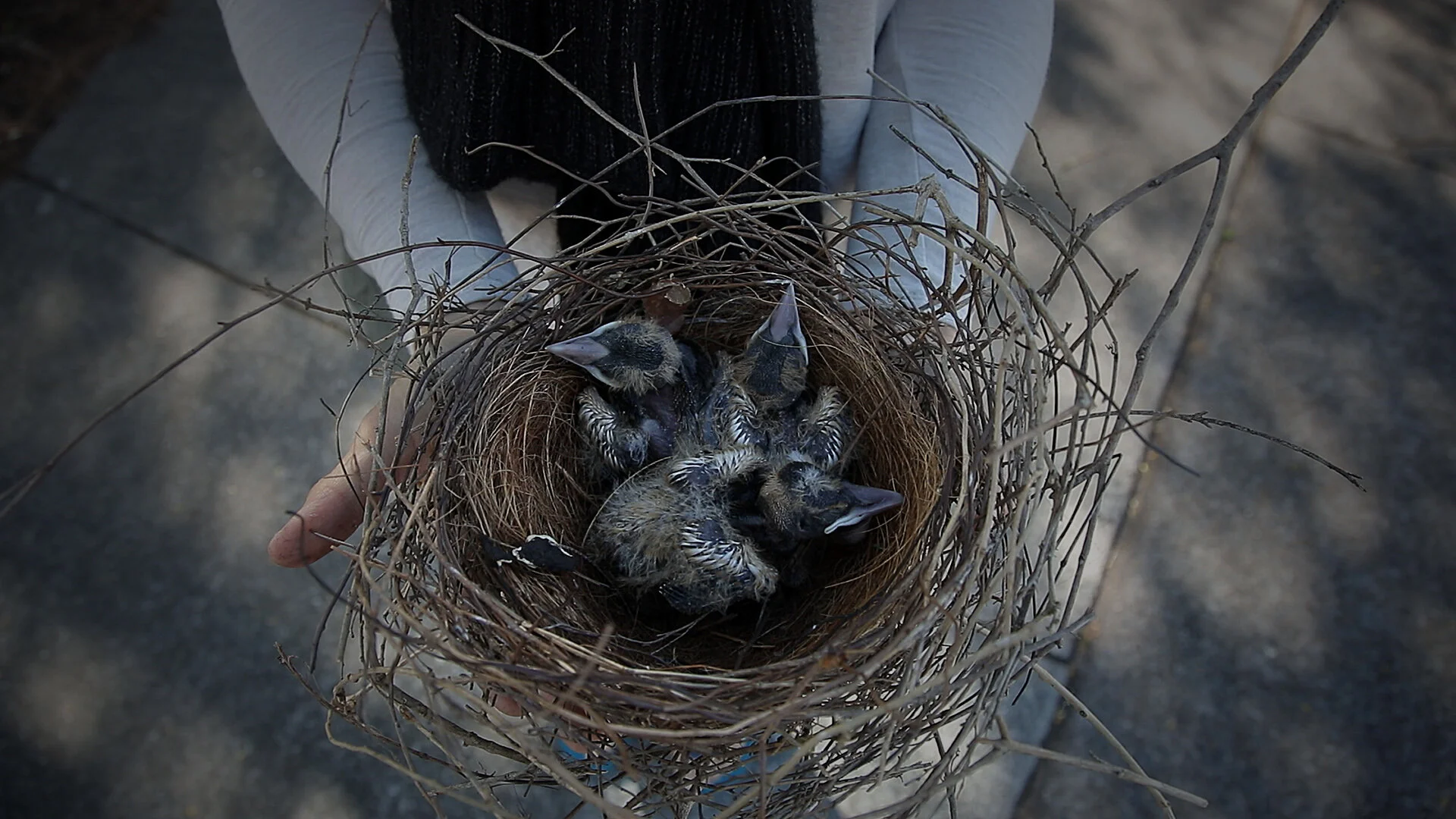 WILDLIFE RESCUE 101 — Green Heroes