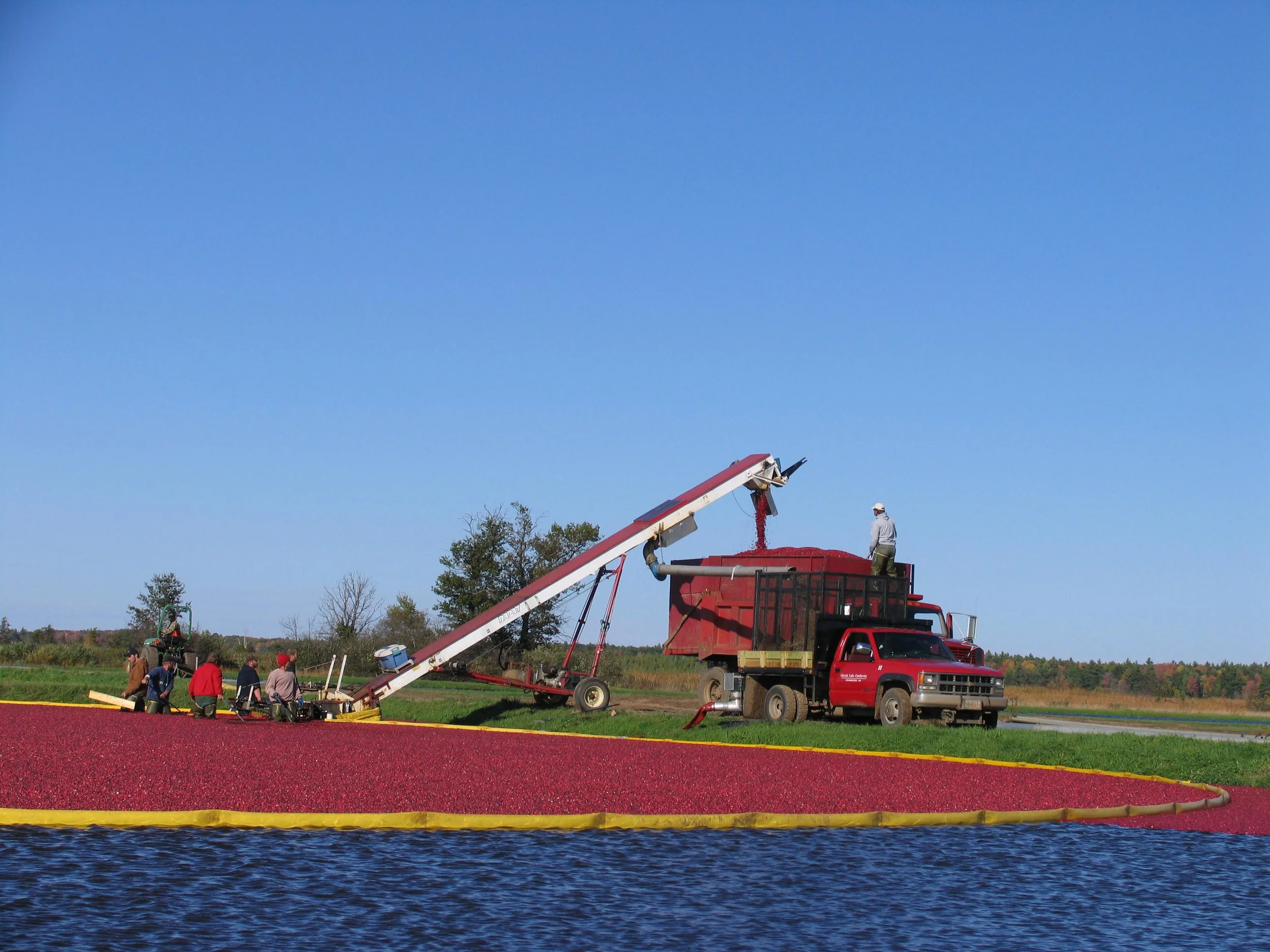 Cranberries — Wisconsin Rapids