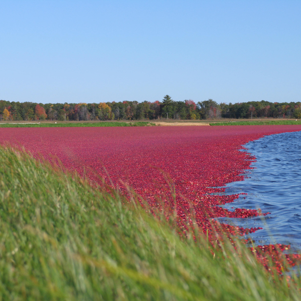 Cranberries — Wisconsin Rapids